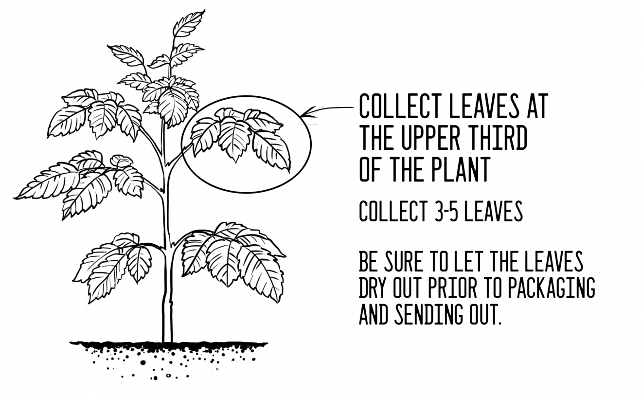 SAMPLE PROCEDURES: PLANT TISSUE - Arvum Plant Labs