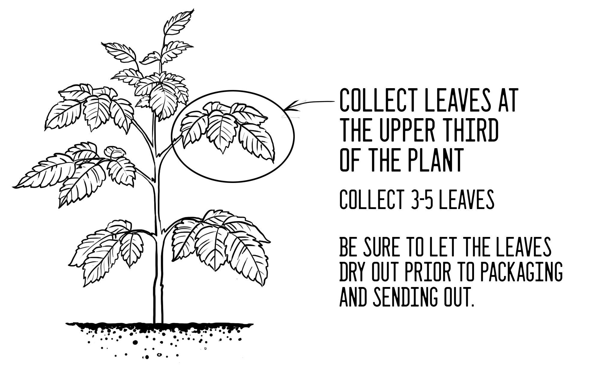 SAMPLE PROCEDURES: PLANT TISSUE - Arvum Plant Labs
