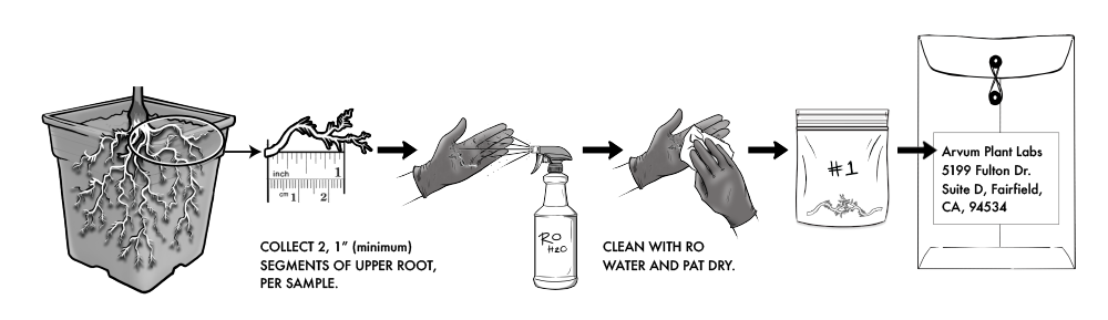 SAMPLE PROCEDURES: ALL - Arvum Plant Labs
